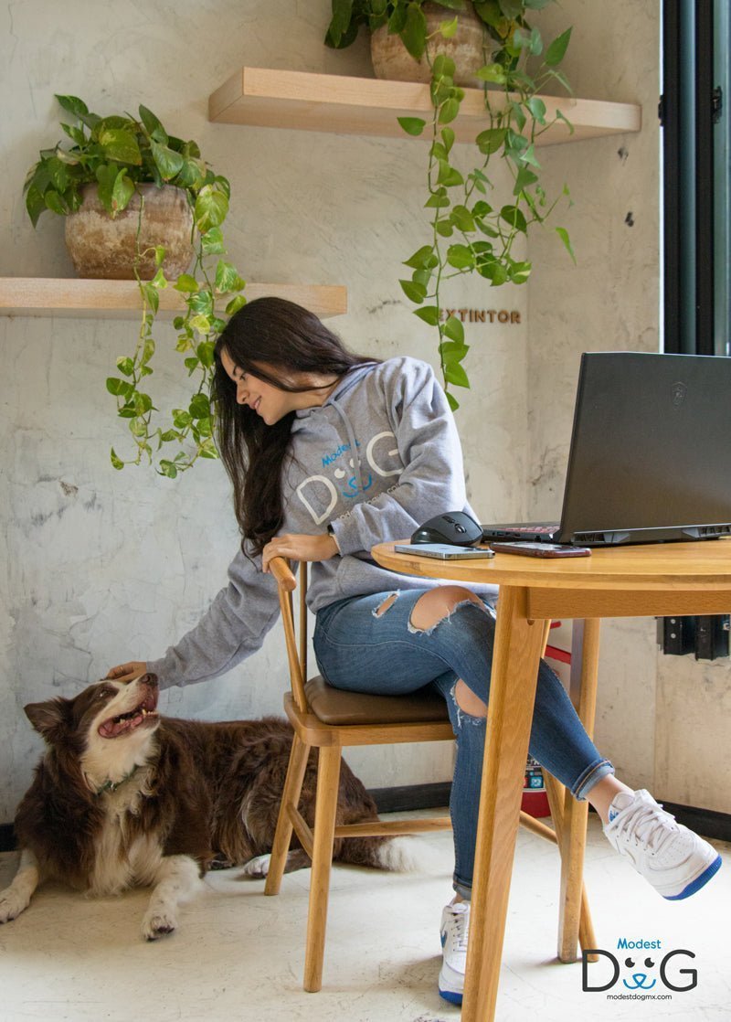 Adiestramiento Canino a Domicilio en México | Modest Dog – Entrenadore ...