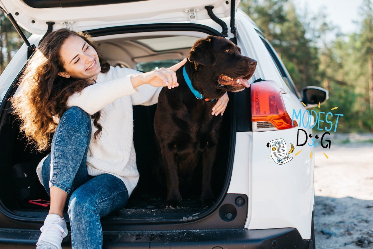 How to Obtain Service Animal and Emotional Support Animal Certification ...