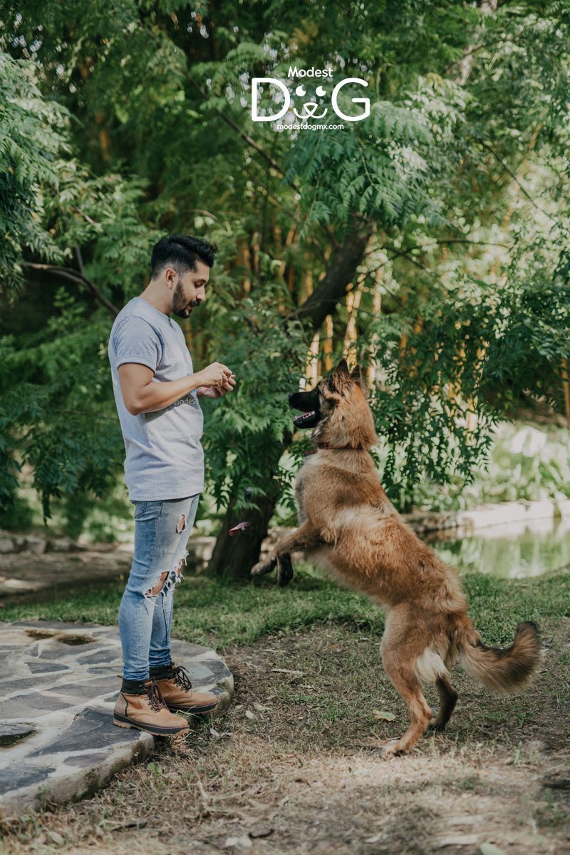 Adiestramiento Canino en Chihuahua con Modest Dog: Entrenadores Certif ...