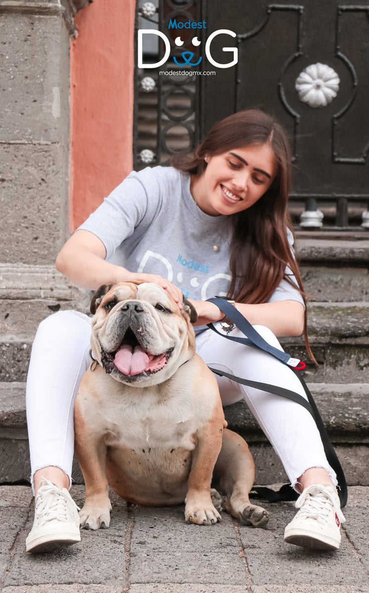 Fotografo Canino - Sesion de Fotos Para Perros – Modest Dog ...