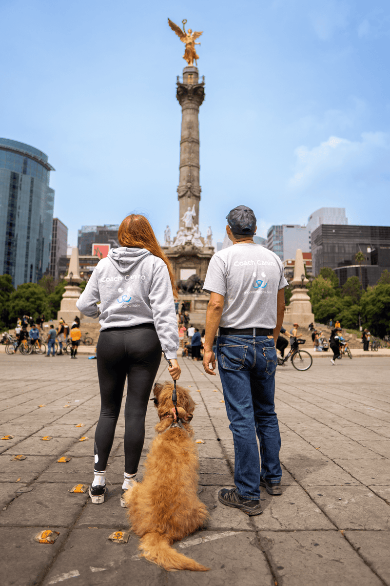 Guía Completa de Perros en la Ciudad de México: Cuidado, Adopción y Se ...