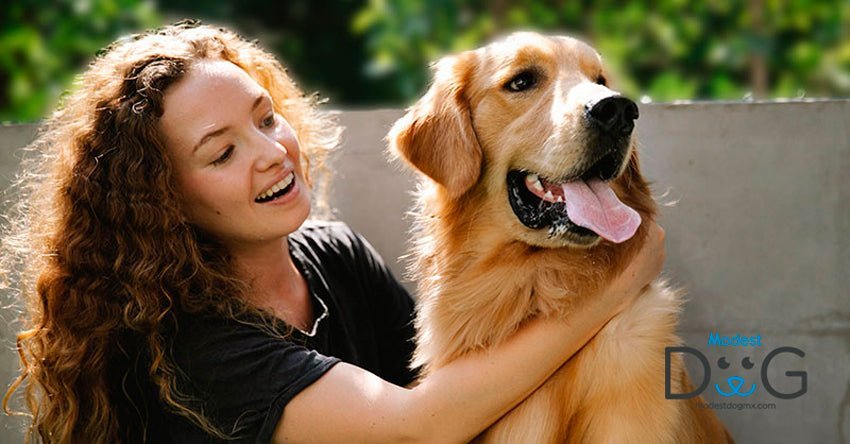 Qué es el certificado de animal de apoyo emocional Animales de Servicio ...