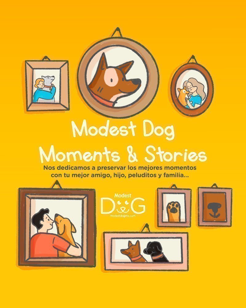 Fotografo de Mascotas y Perros - Sesion Fotografica de tu Perro con la ...